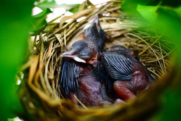 Baby Robins: All the Facts You Need (With Pictures)