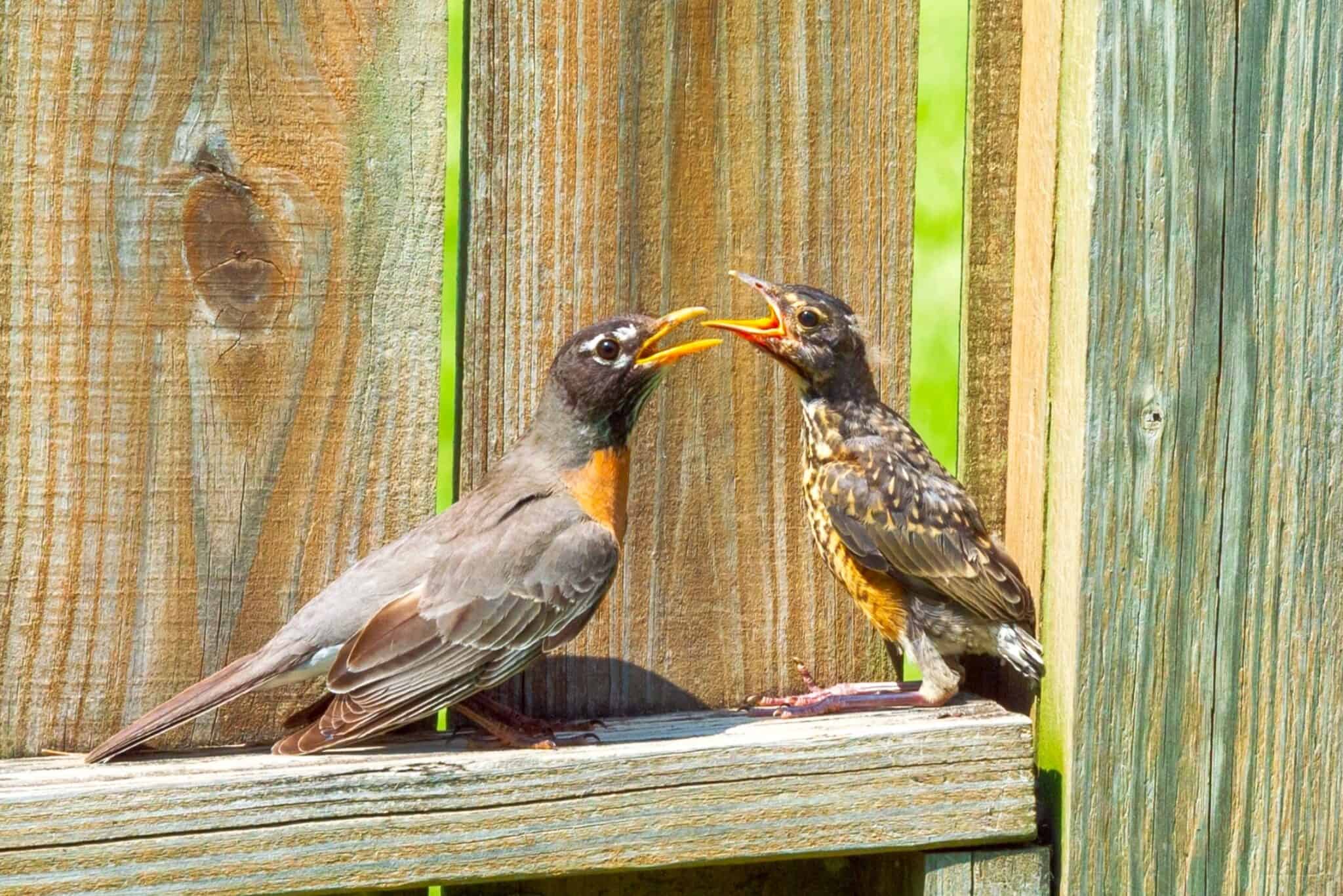 Baby Robins: All the Facts You Need (With Pictures)
