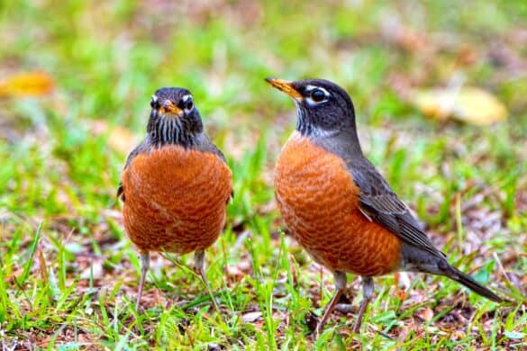21 Black and Orange Birds (With Pictures)