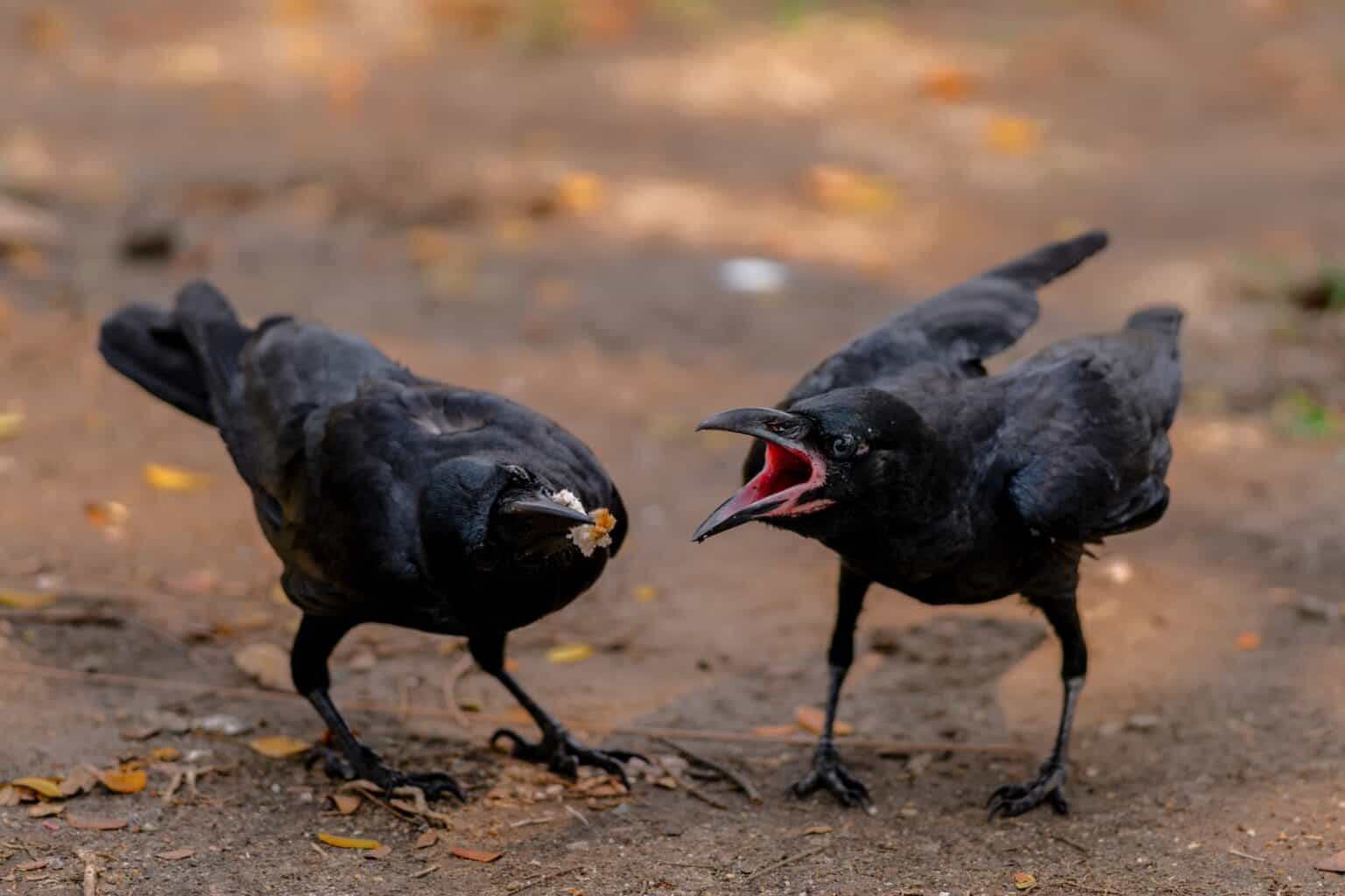 How to Befriend a Crow? (Step-By-Step Guide) - Bird Helpful