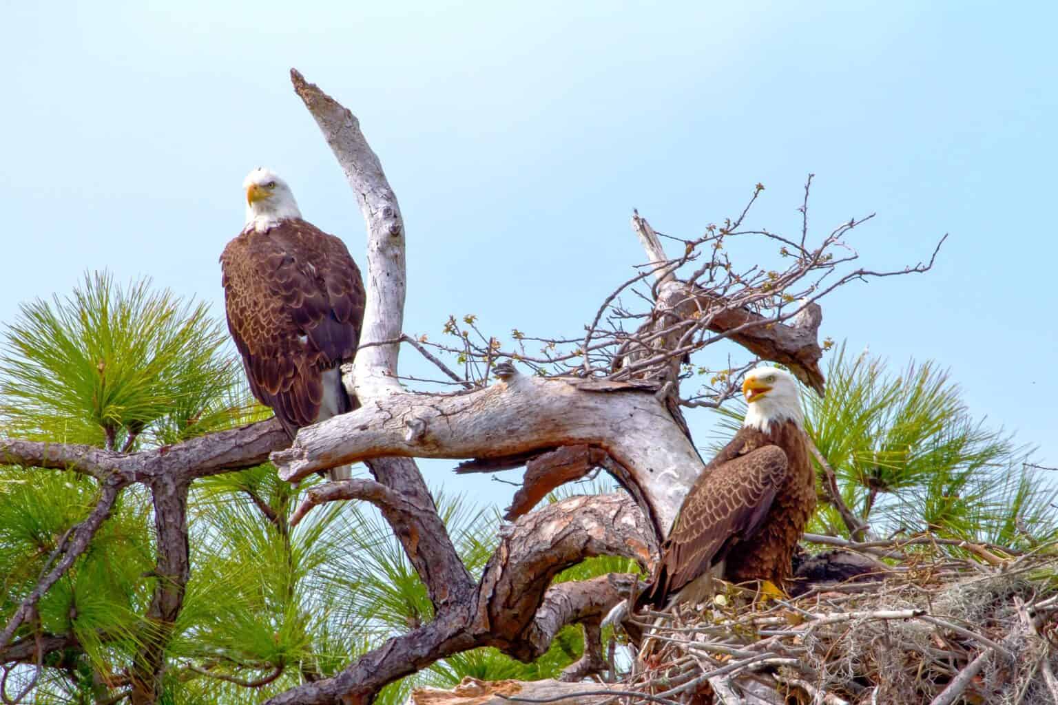 Facts About the Female Bald Eagle (With Pictures)