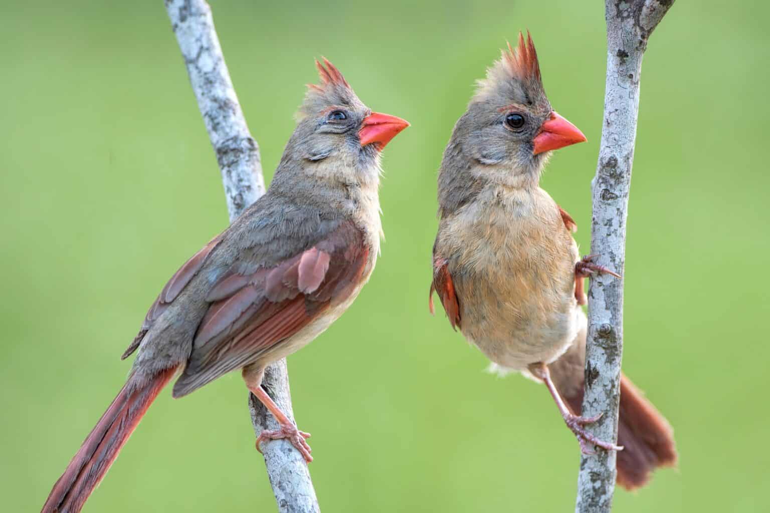 Facts About the Female Cardinal (With Pictures!)