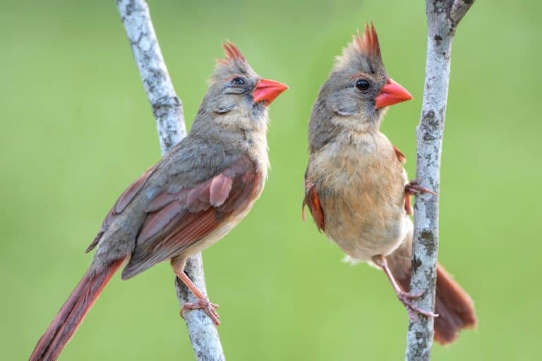 Facts About the Female Cardinal (With Pictures!)