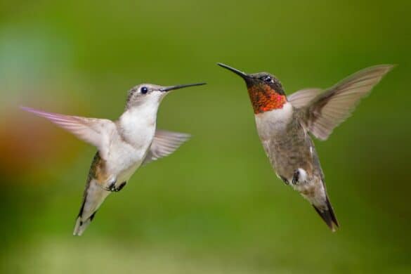 Baby Hummingbirds: Everything You Need to Know
