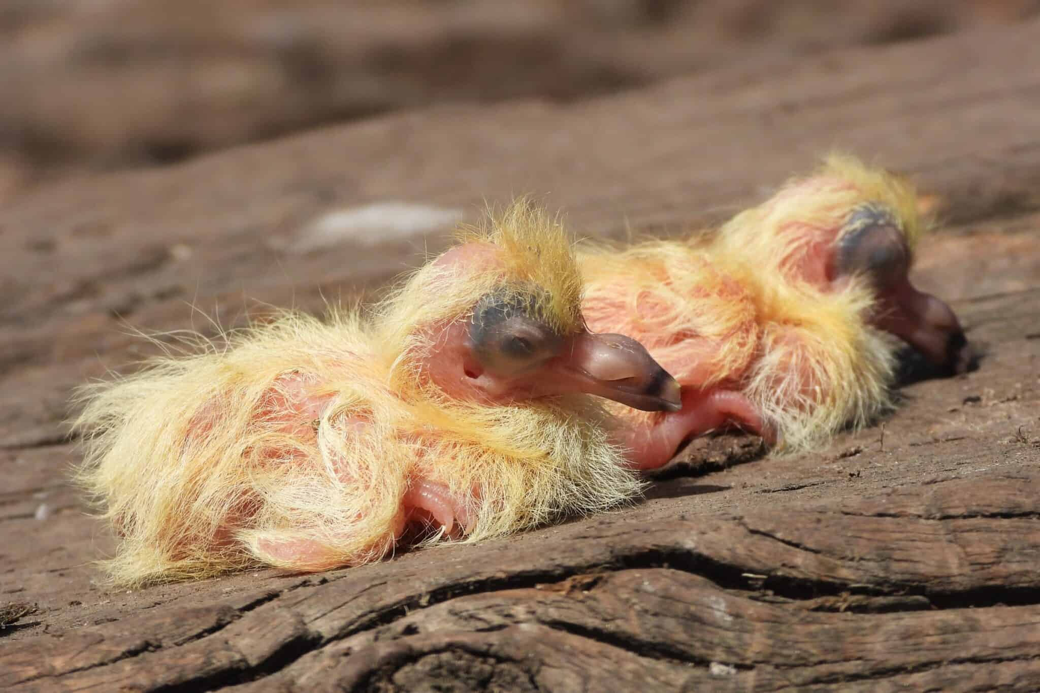 Baby Pigeons: Everything You Need to Know