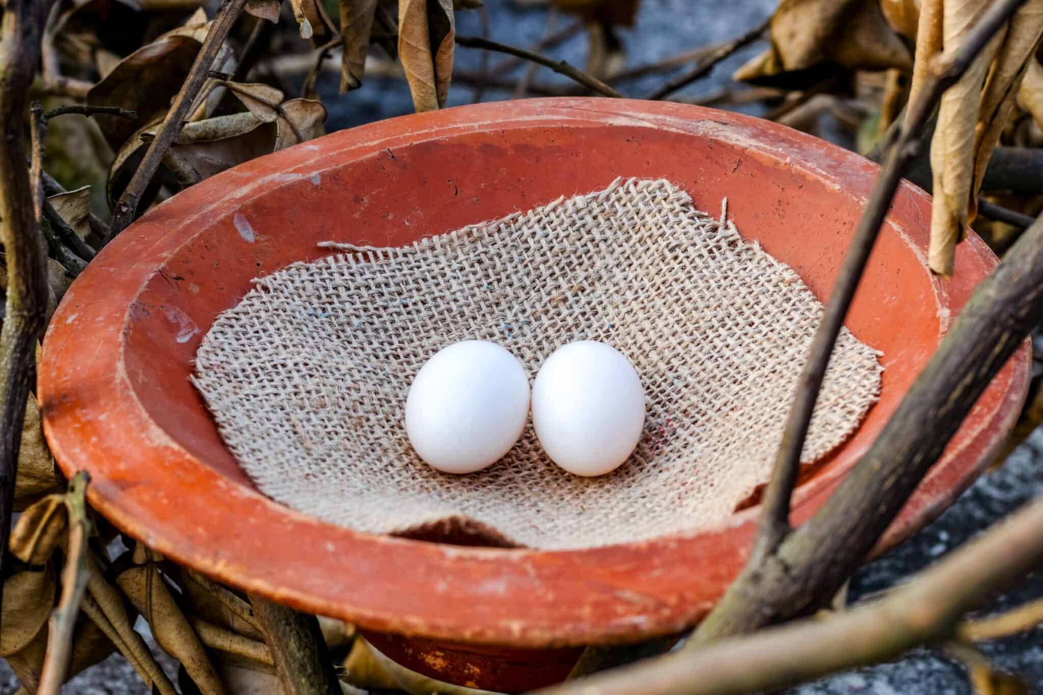 Baby Pigeons: Everything You Need to Know