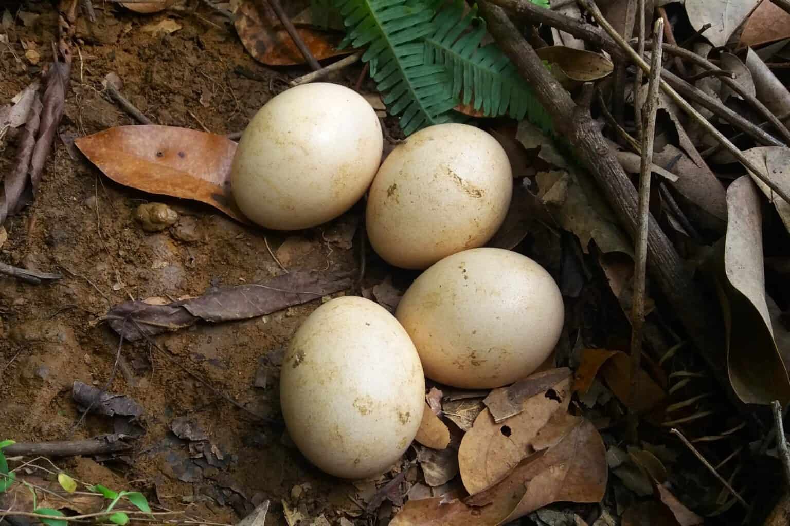 Baby Peacocks: All You Need to Know (With Pictures)
