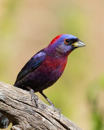 22 Amazing Purple Bird Species
