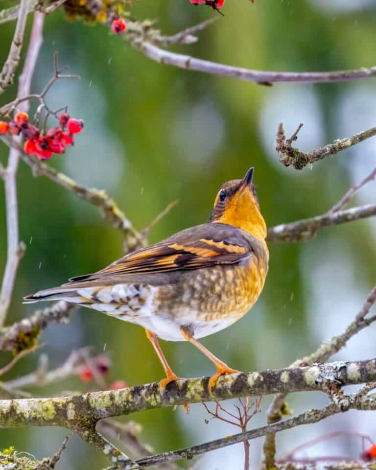 40 Birds That Lay Blue Eggs (With Pictures) - Bird Helpful