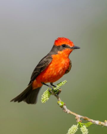 Top 18 Birds With Crests of North America
