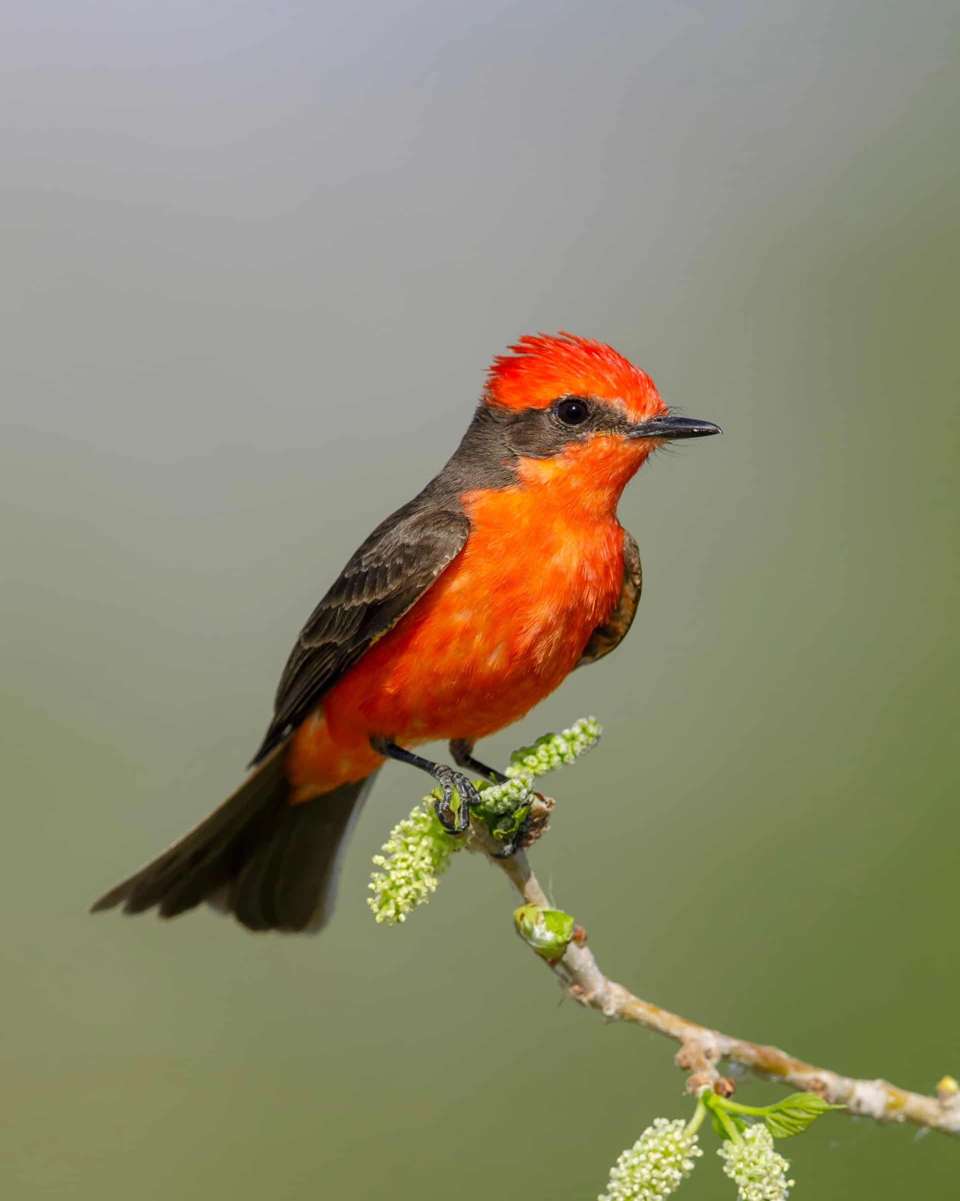 16 Red Birds That Aren’t Cardinals (With Pictures) - Bird Helpful