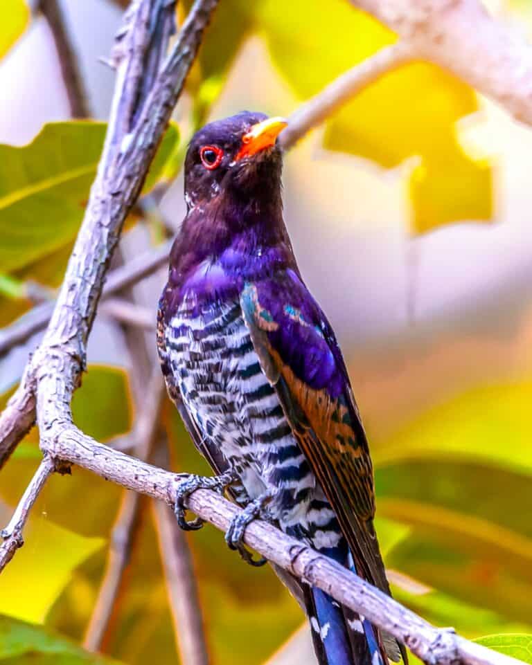 22 Amazing Purple Bird Species