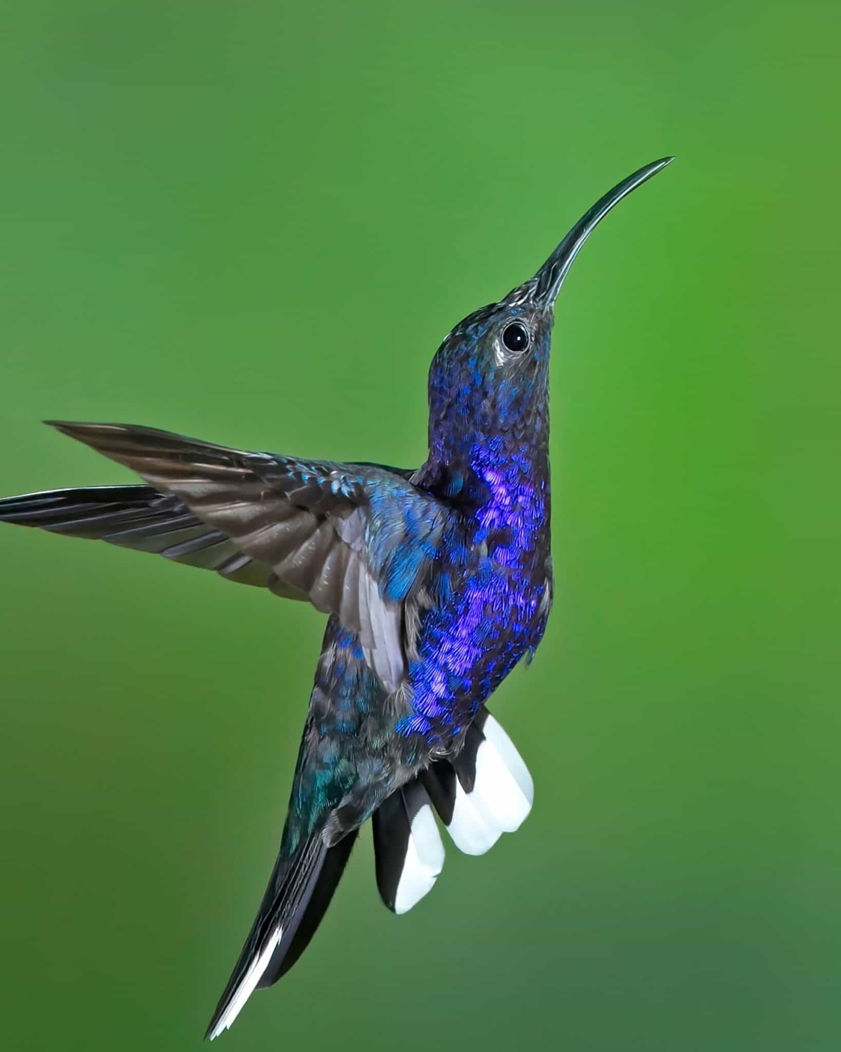 22 Amazing Purple Bird Species