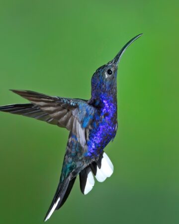 22 Amazing Purple Bird Species