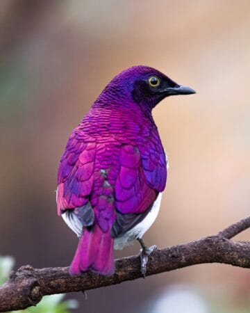 22 Amazing Purple Bird Species