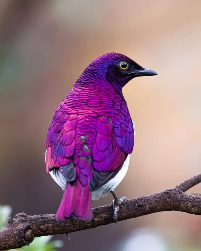 22 Amazing Purple Bird Species