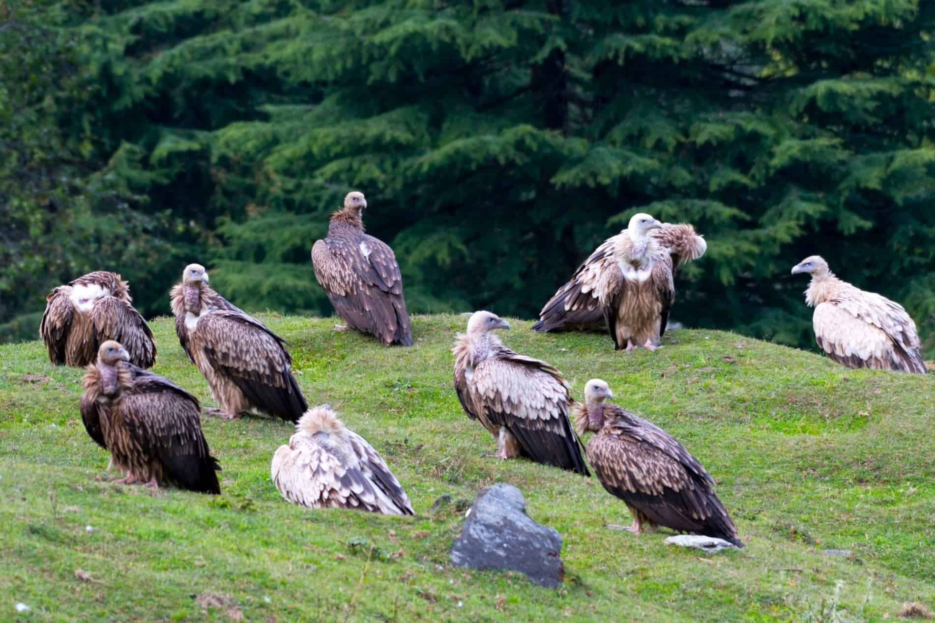 What Is a Group of Vultures Called? (And Why?)