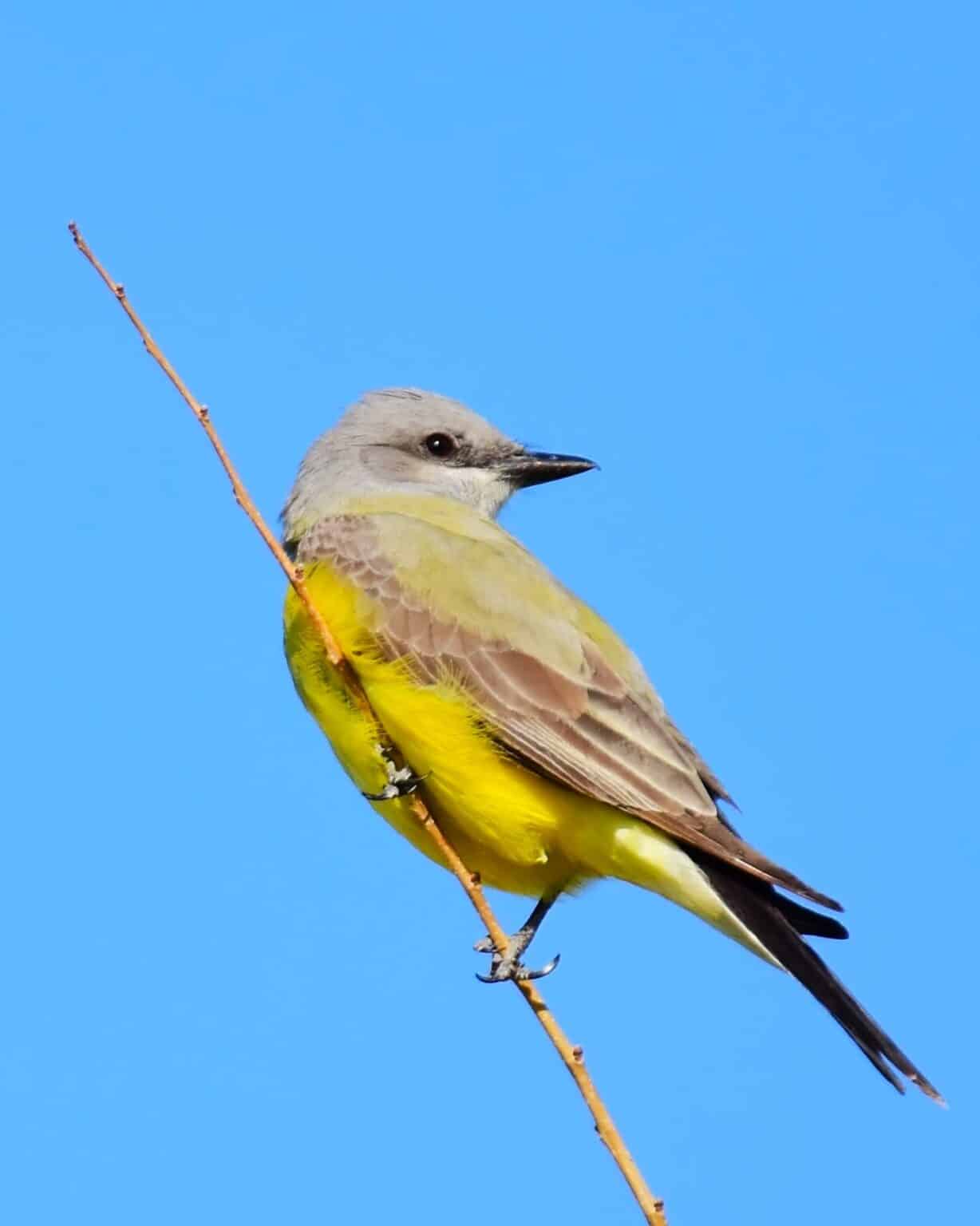 25 Small Yellow Birds to Brighten Your Day
