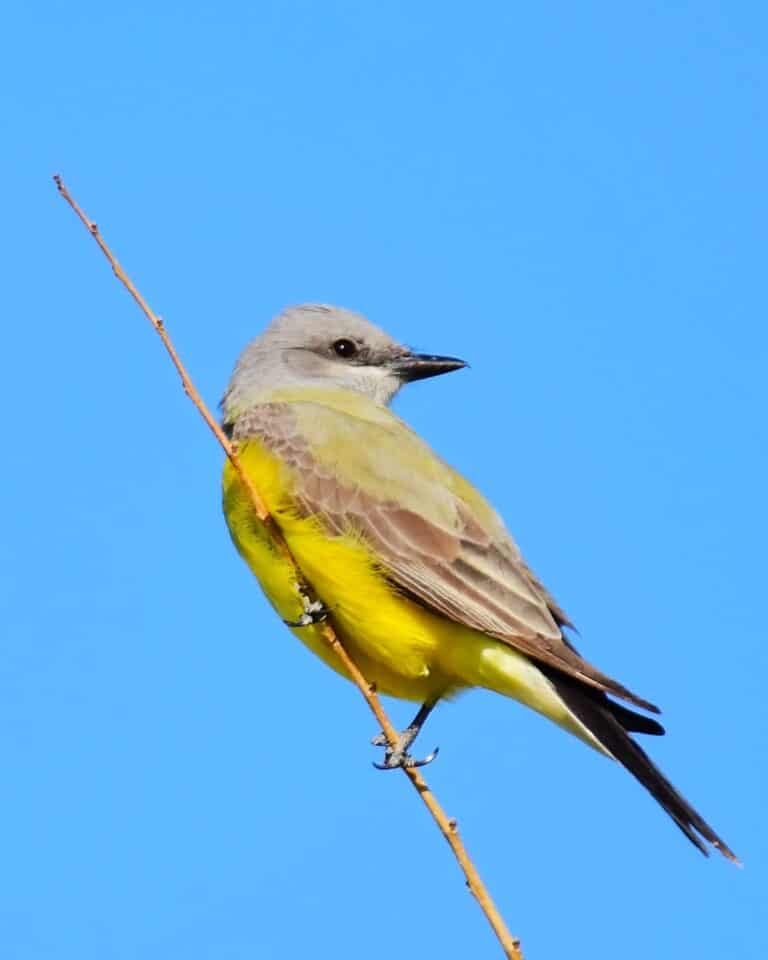 25 Small Yellow Birds to Brighten Your Day