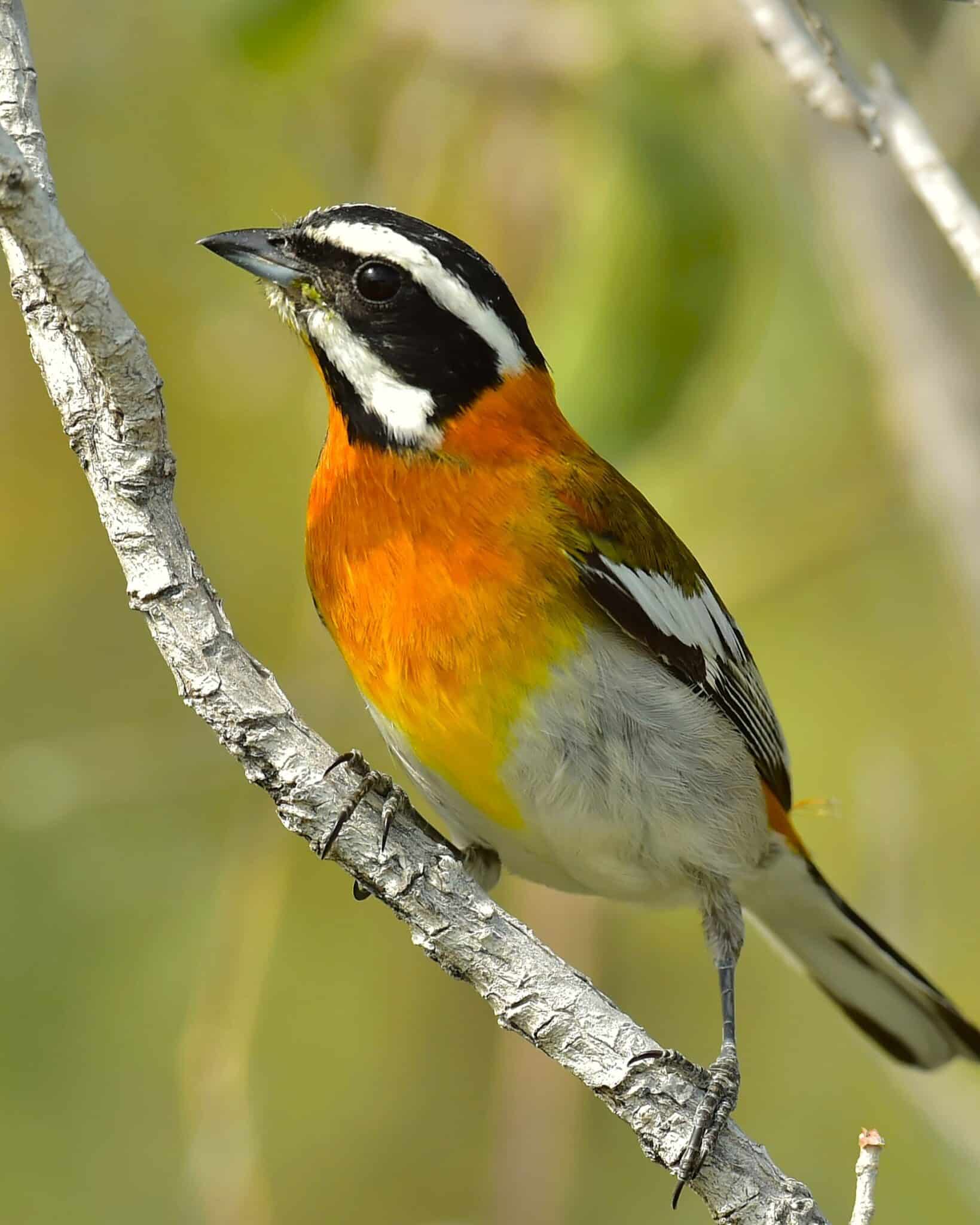21 Black and Orange Birds (With Pictures)