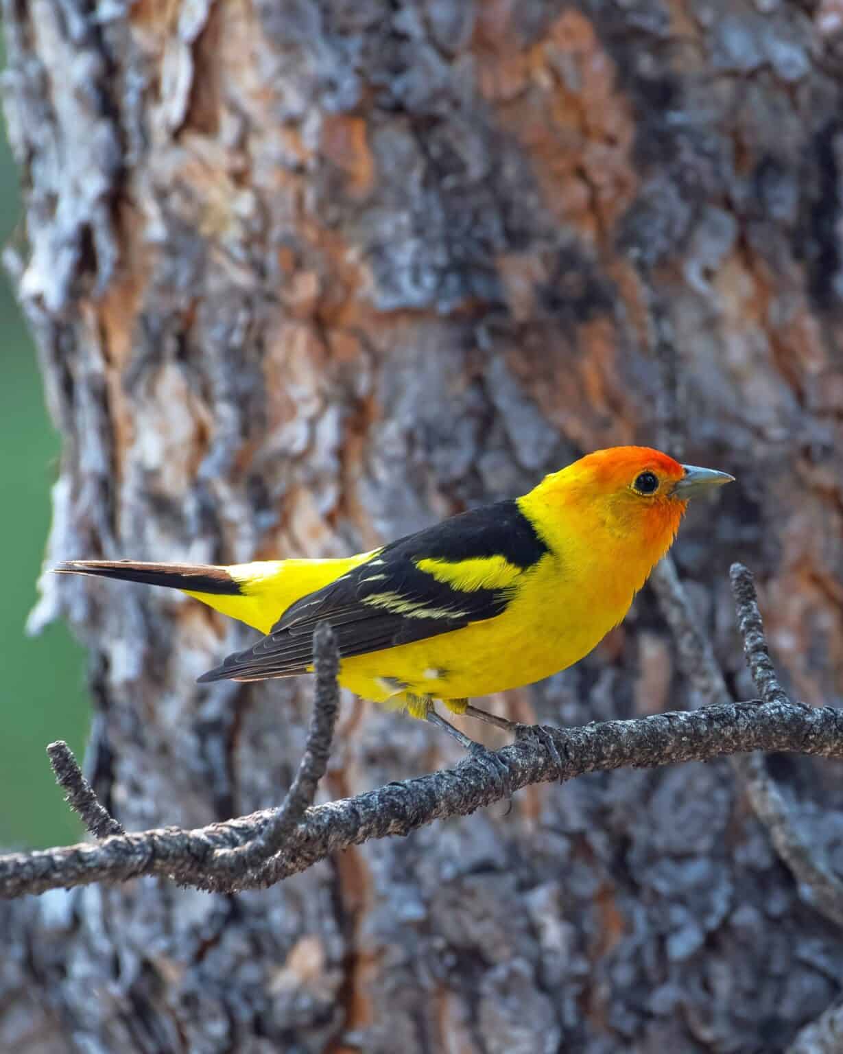 25 Small Yellow Birds to Brighten Your Day