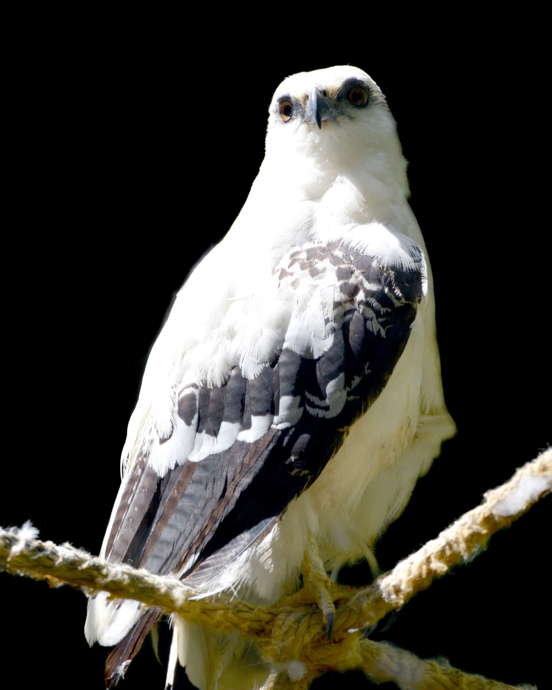 12 Amazing Hawks With White Heads