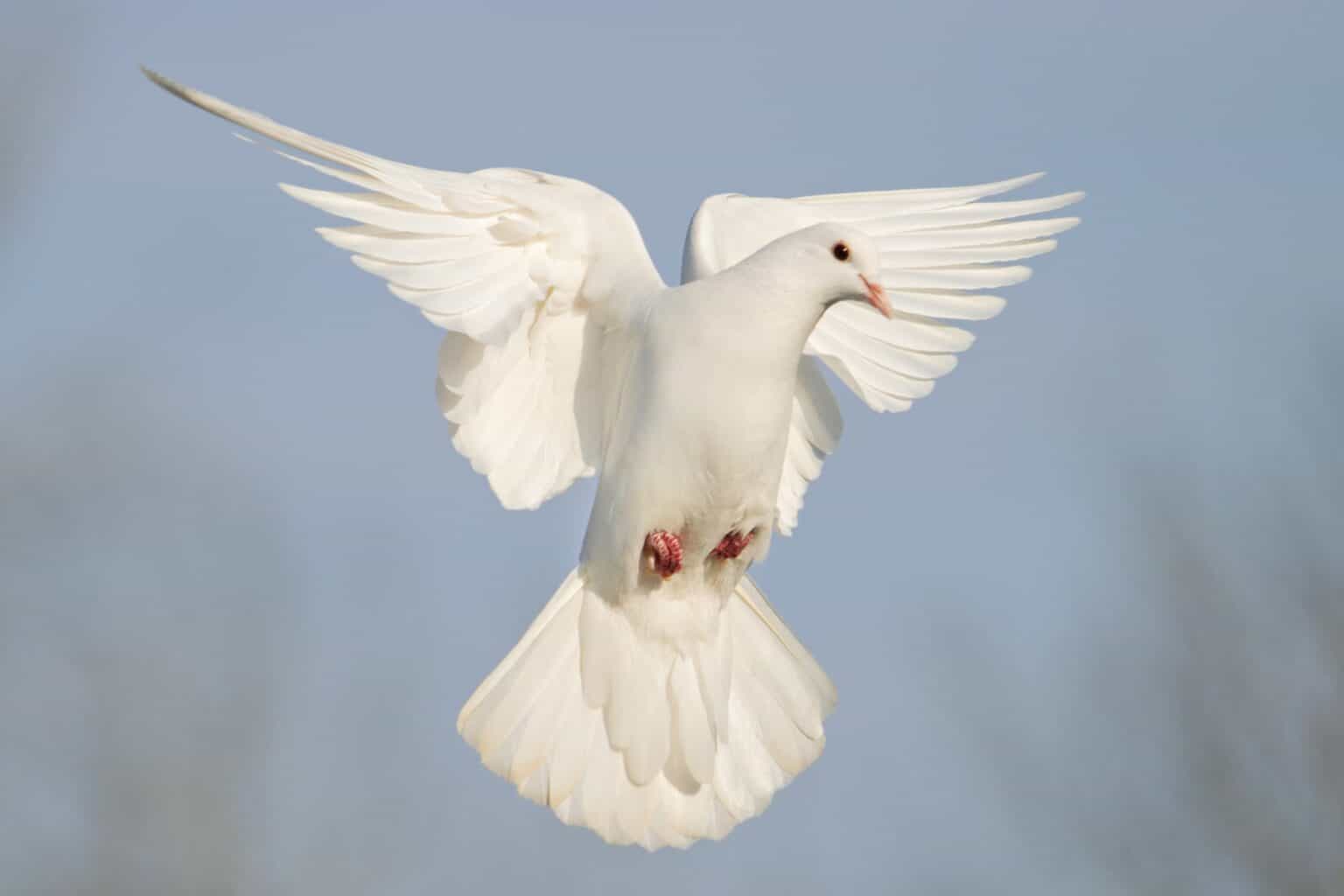 Are All Doves White? - Everything You Need to Know!