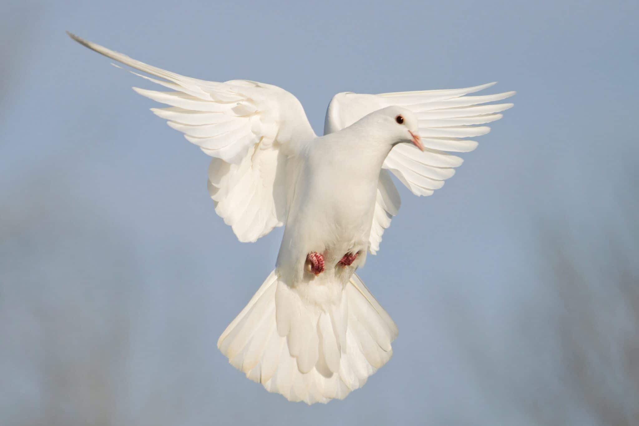 Are All Doves White? - Everything You Need to Know!