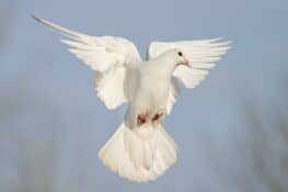Are All Doves White? - Everything You Need to Know!