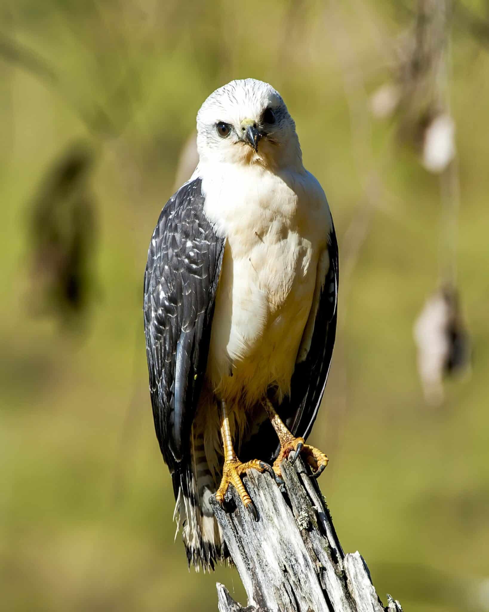 12 Amazing Hawks With White Heads