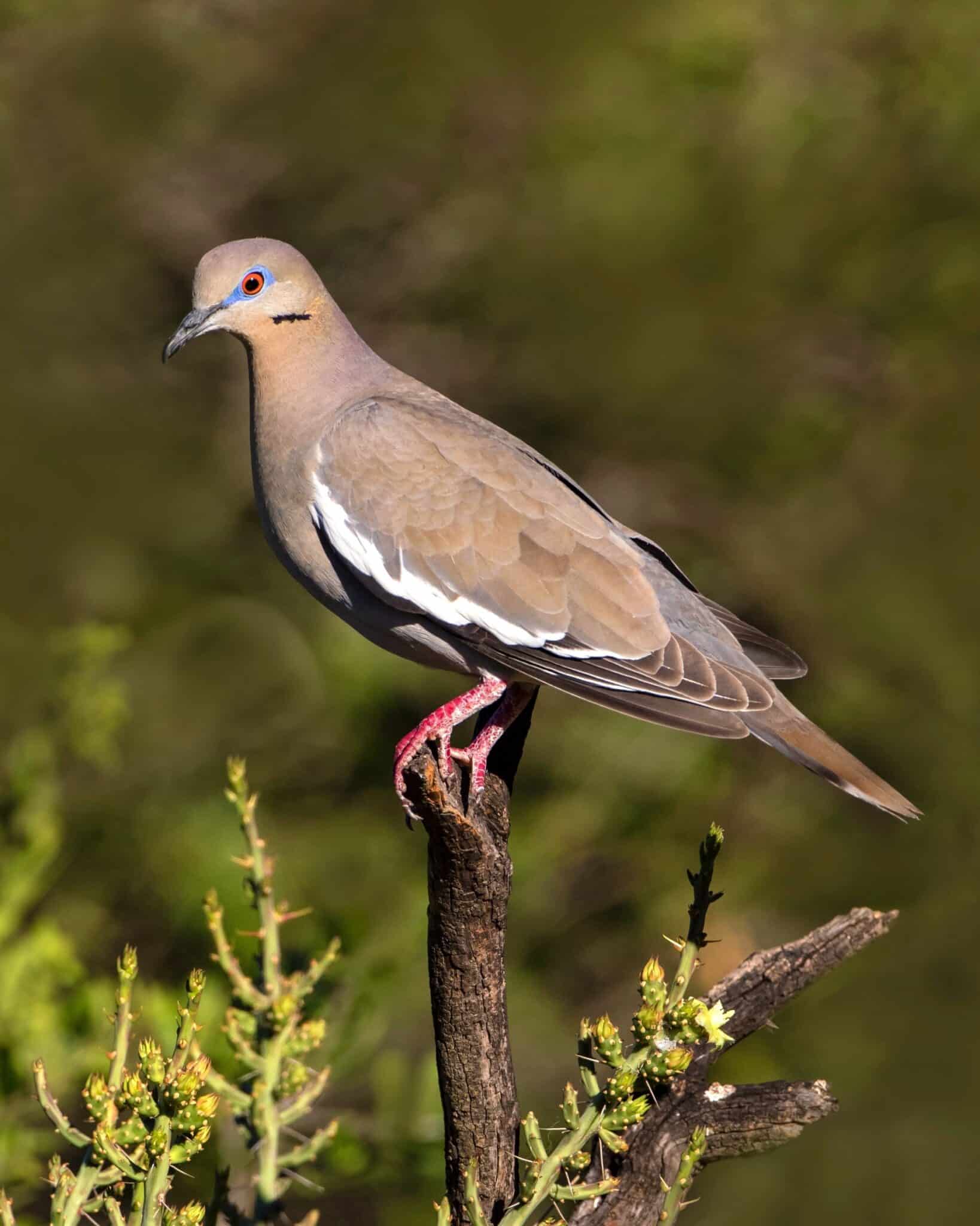 Are All Doves White? - Everything You Need to Know!