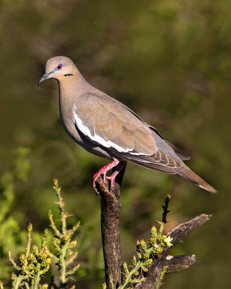 Are All Doves White? - Everything You Need to Know!