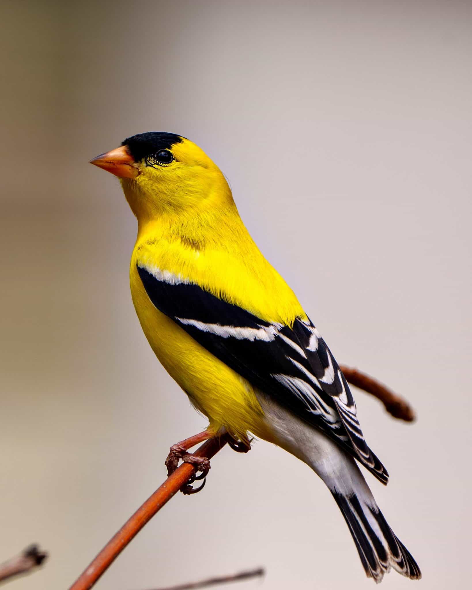 20 Yellow Birds With Black Wings