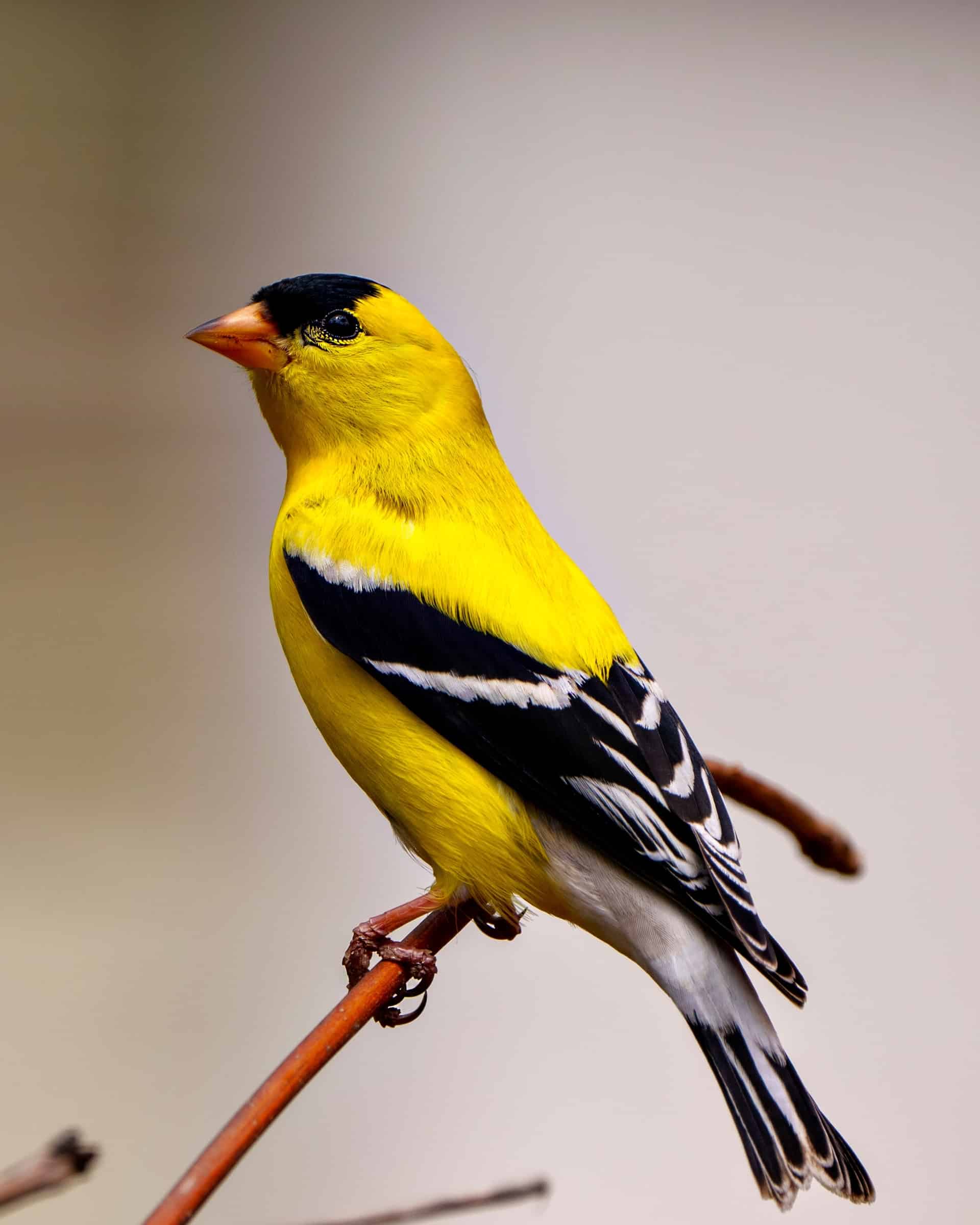 20-yellow-birds-with-black-wings