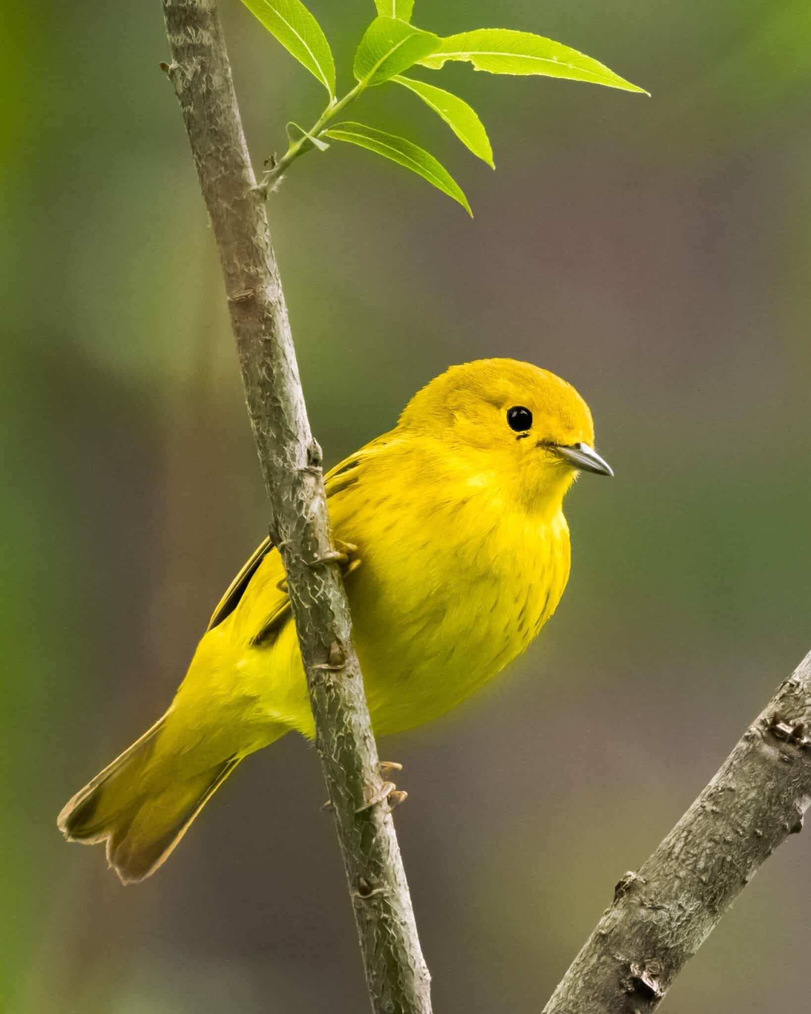 25 Small Yellow Birds to Brighten Your Day