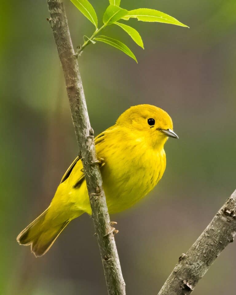 25 Small Yellow Birds to Brighten Your Day