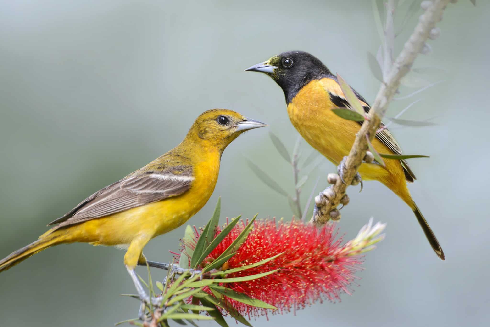 20 Yellow Birds With Black Wings