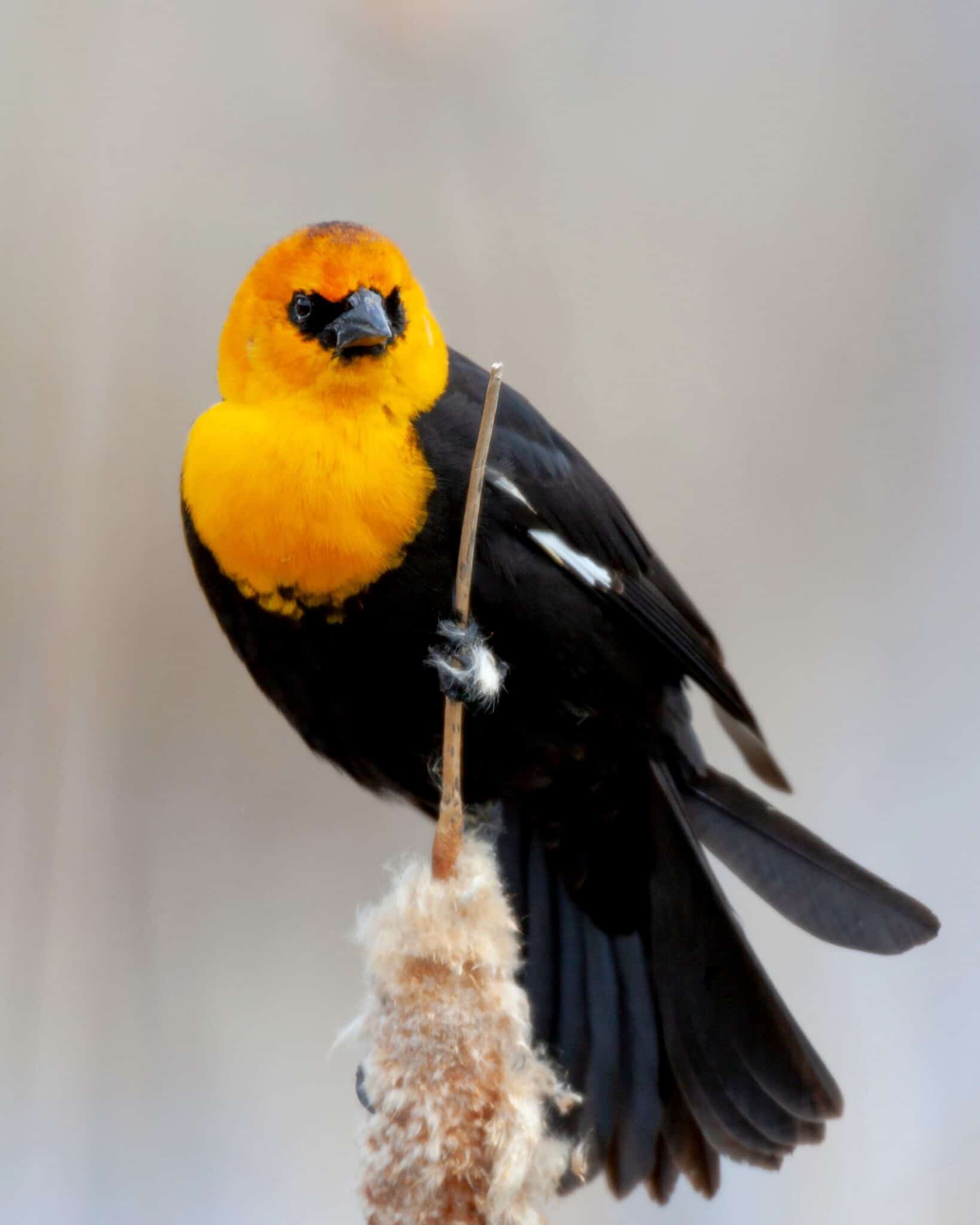 21 Black and Orange Birds (With Pictures)