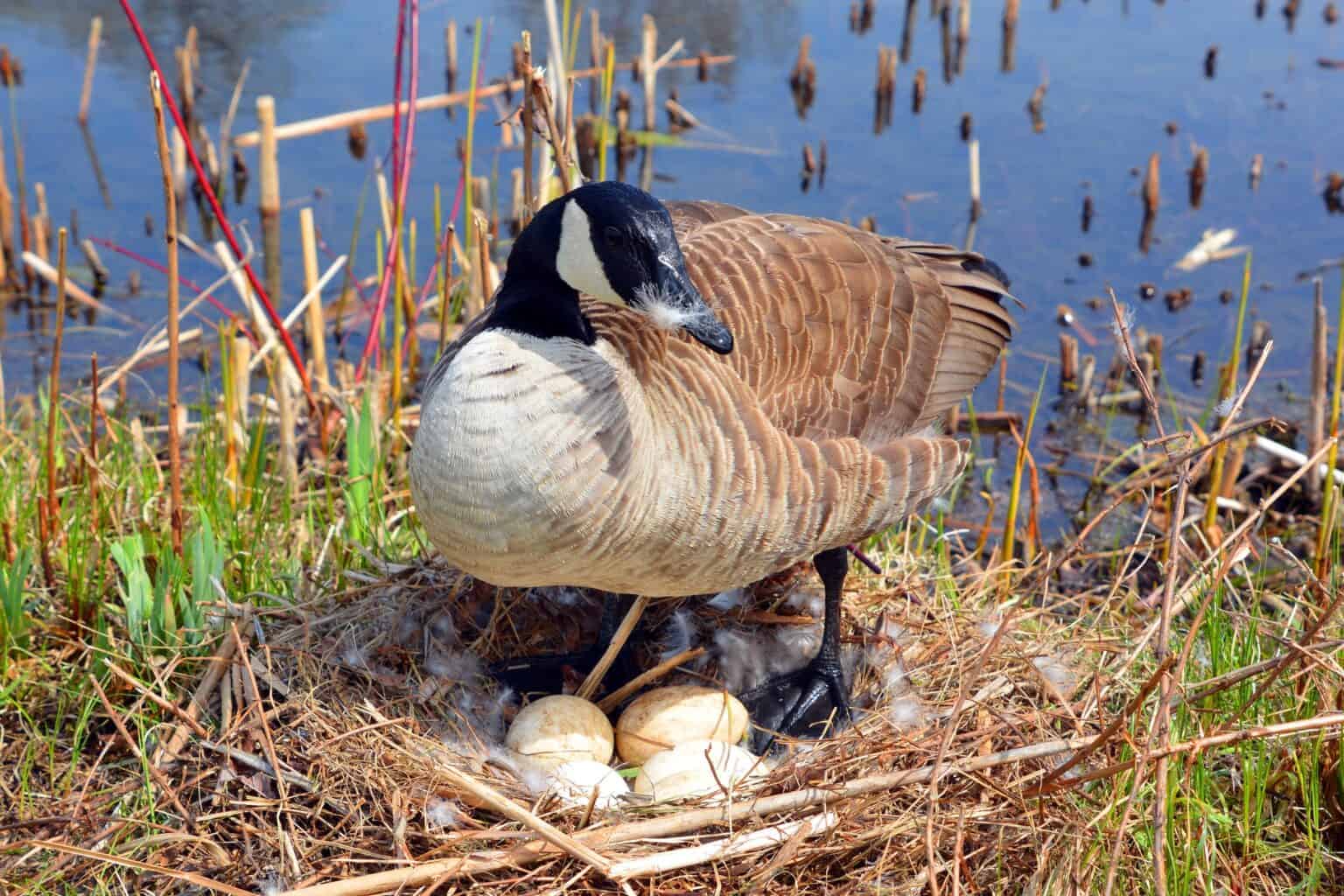 Swan vs. Goose: What's the Difference?