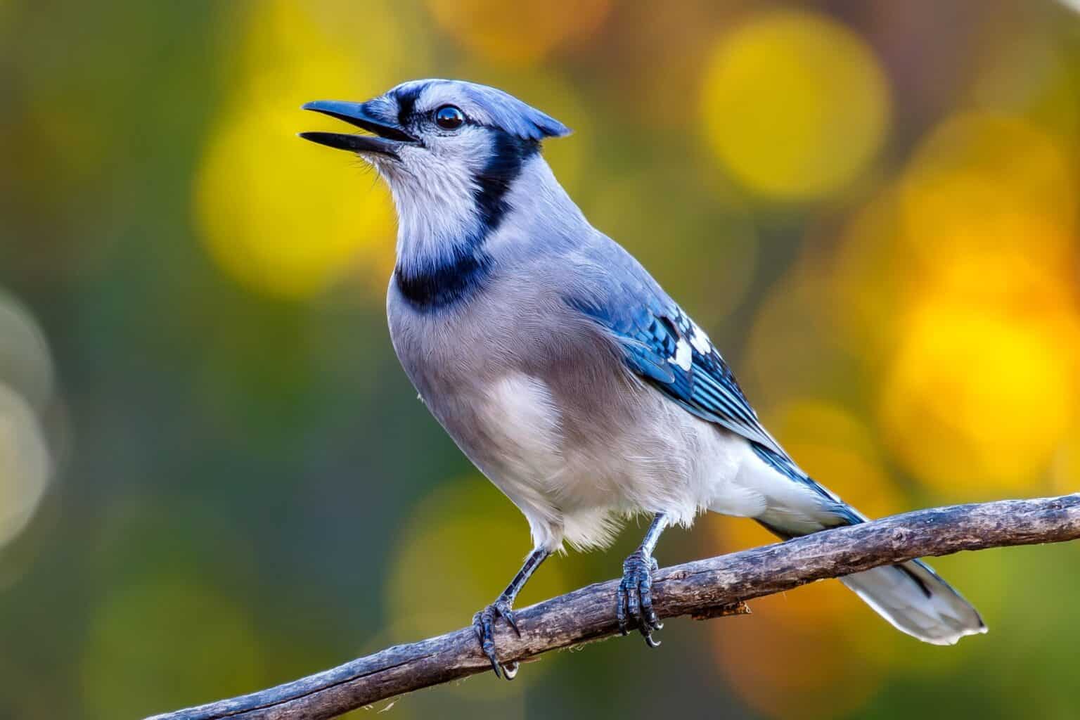 The Rare Blue Cardinal: Myth or Reality? - Bird Helpful