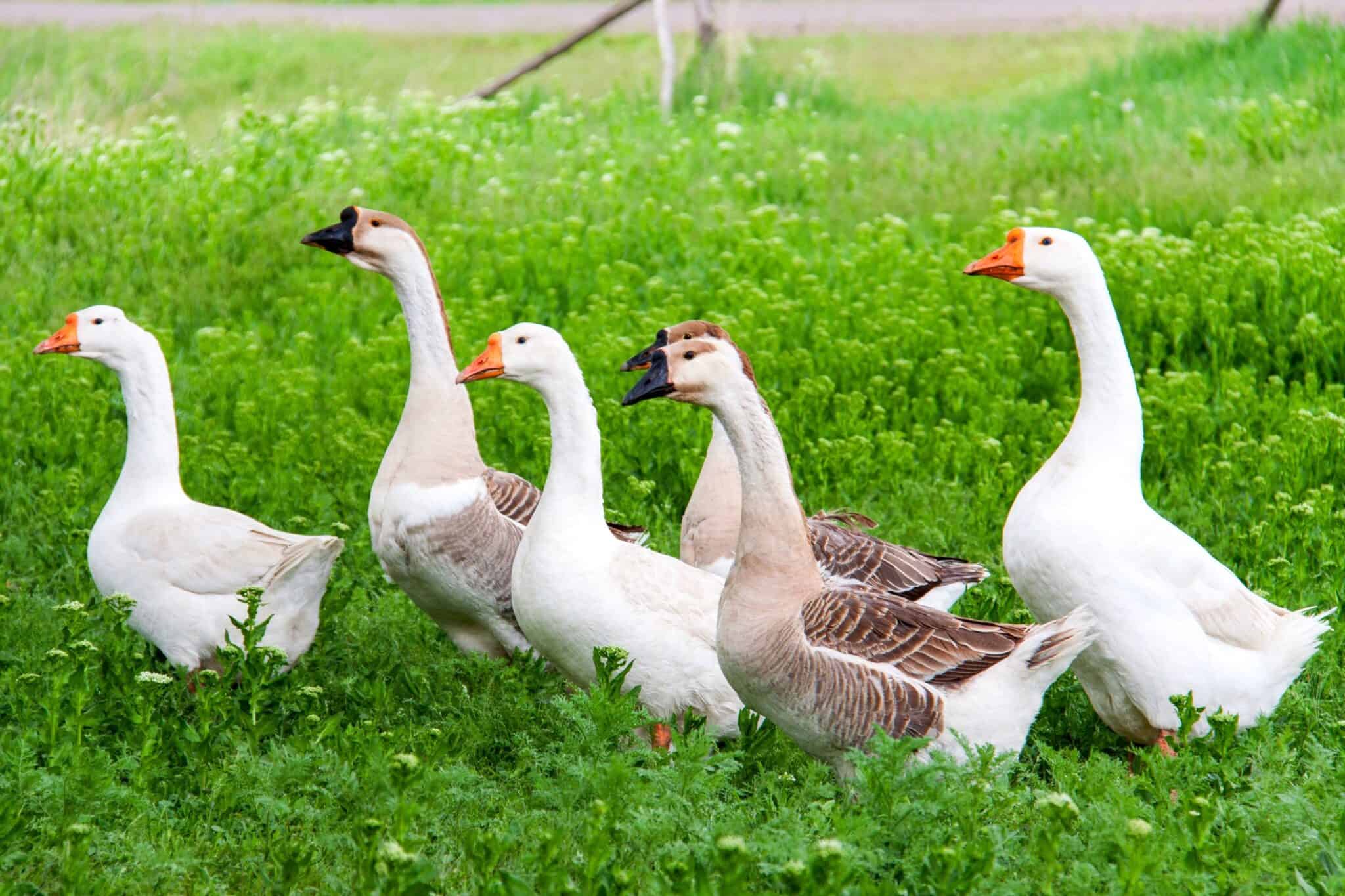 Swan vs. Goose: What's the Difference?