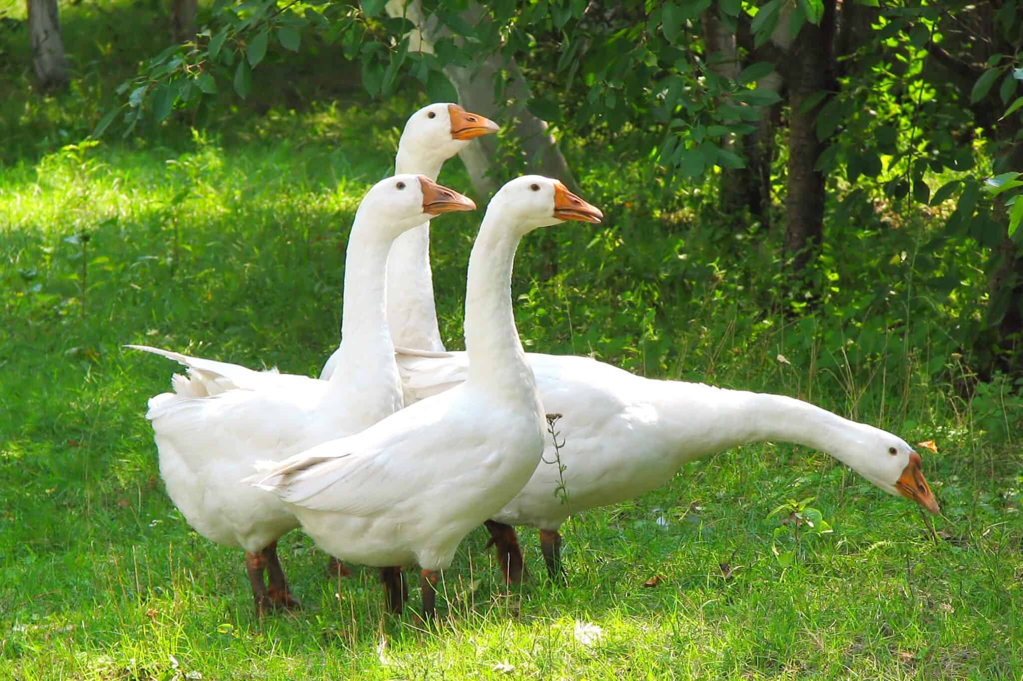 Swan vs. Goose: What's the Difference?