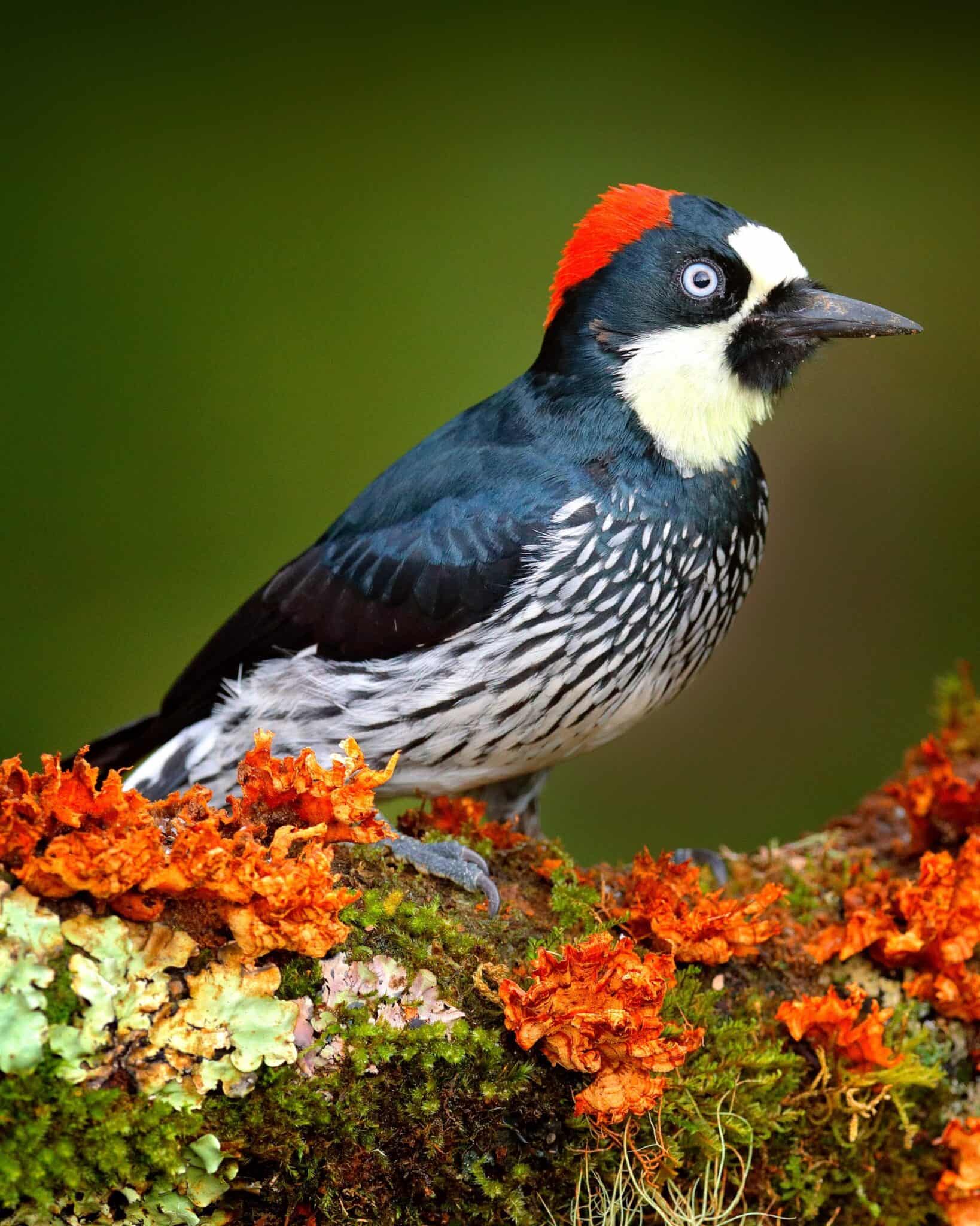 32 Species of Birds With Red Heads