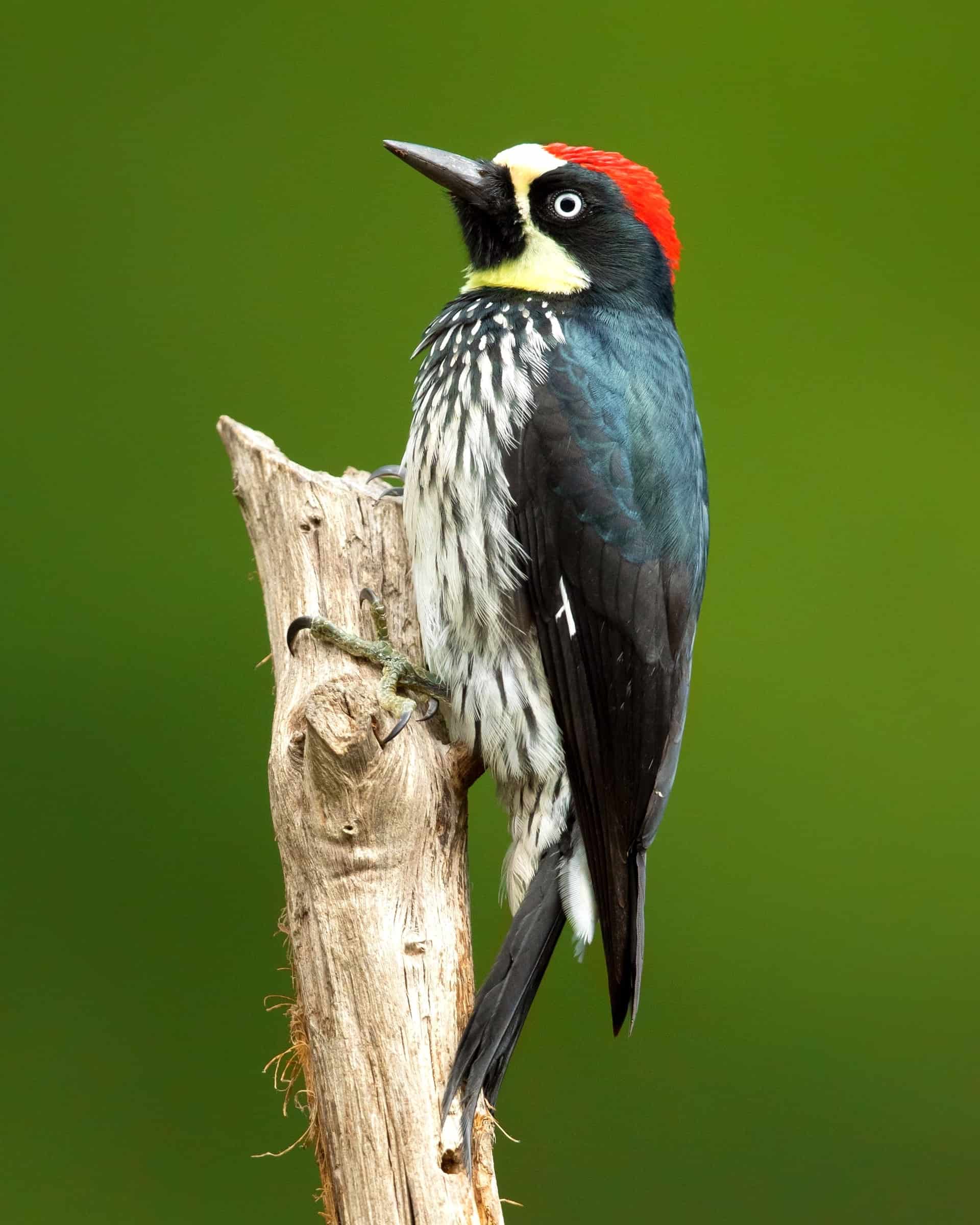 34 Black Birds With Red Heads - Bird Helpful