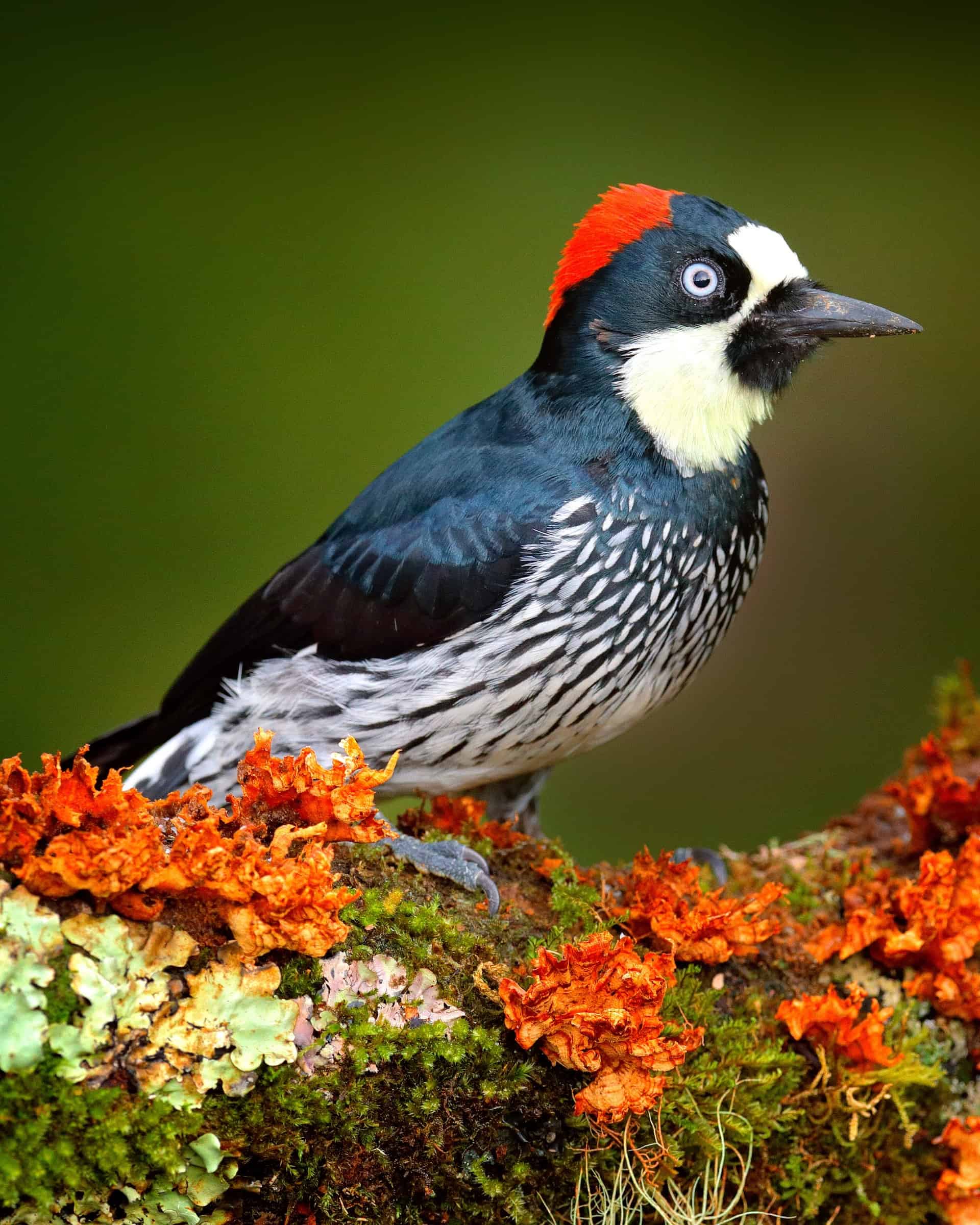 32 Species of Birds With Red Heads