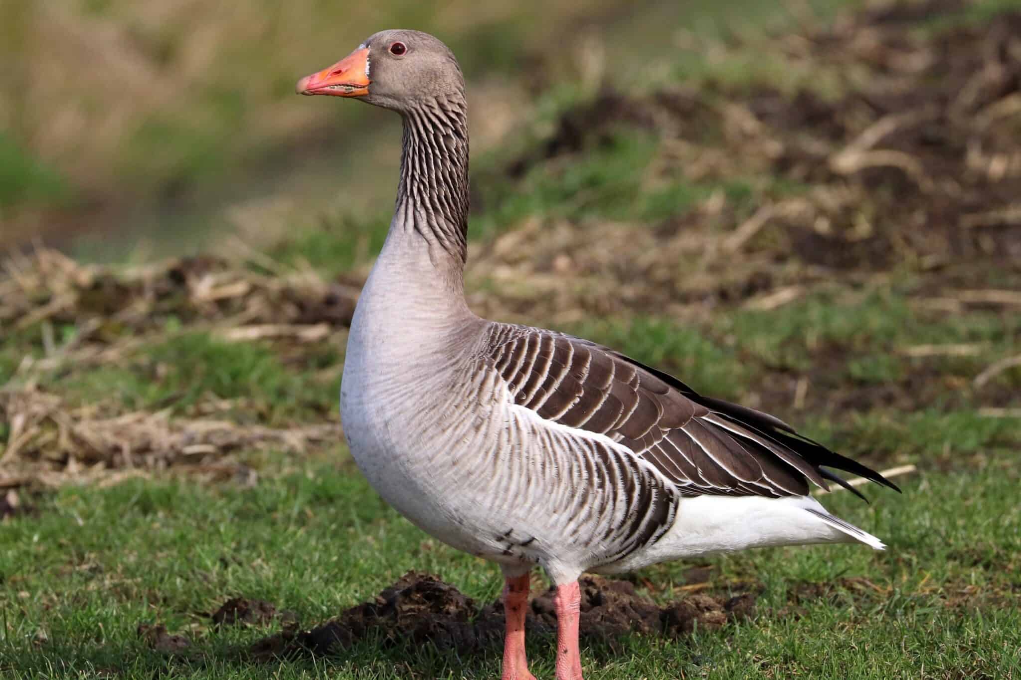 Swan vs. Goose: What's the Difference?