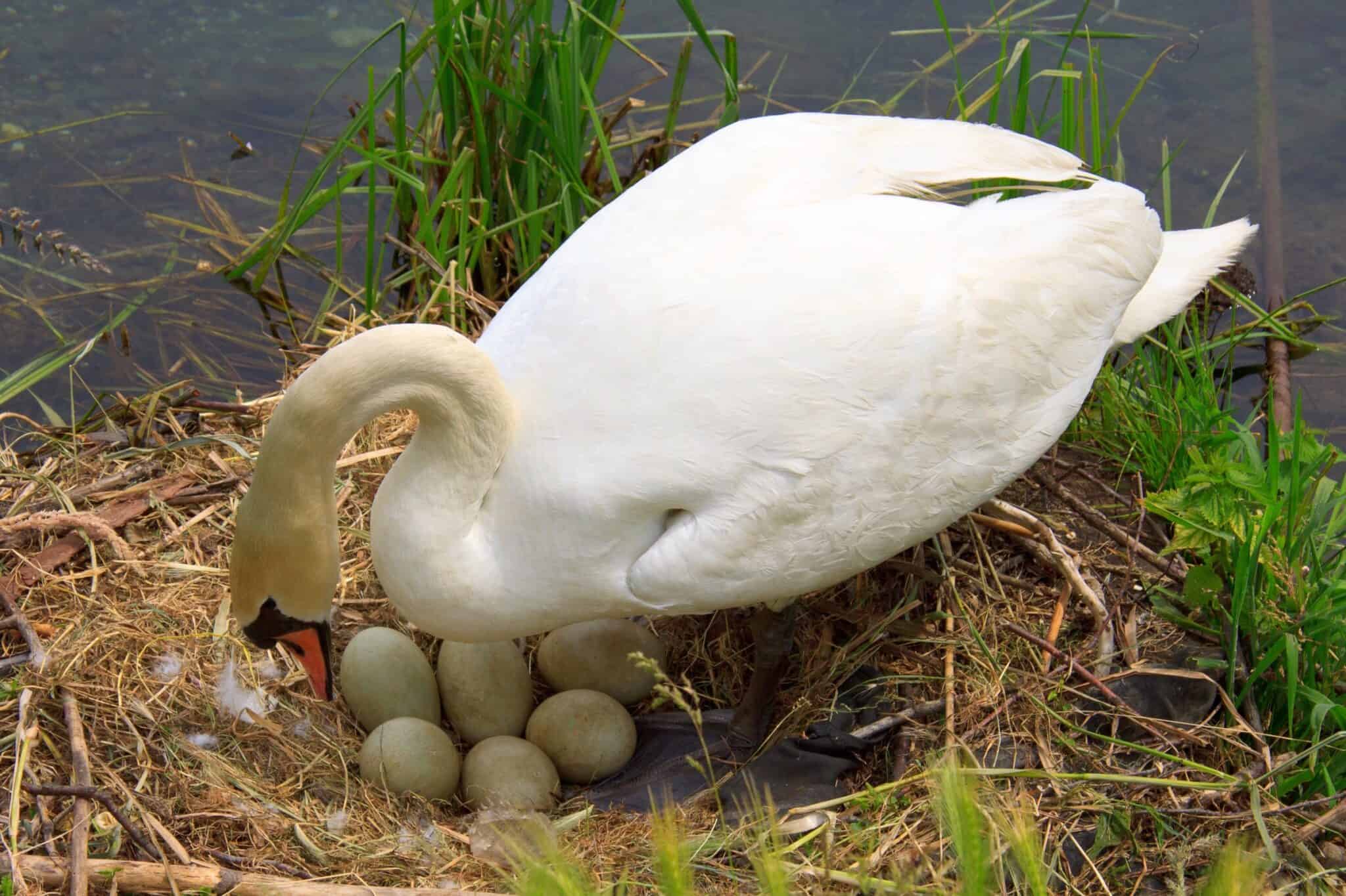 What Is a Baby Swan Called? - Facts and Pictures!