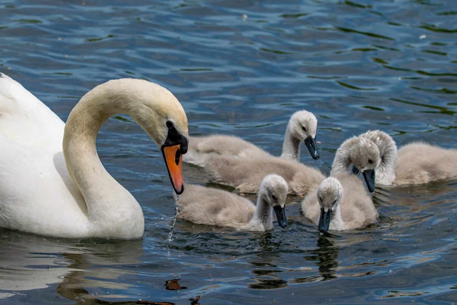 What Is a Baby Swan Called? - Facts and Pictures!