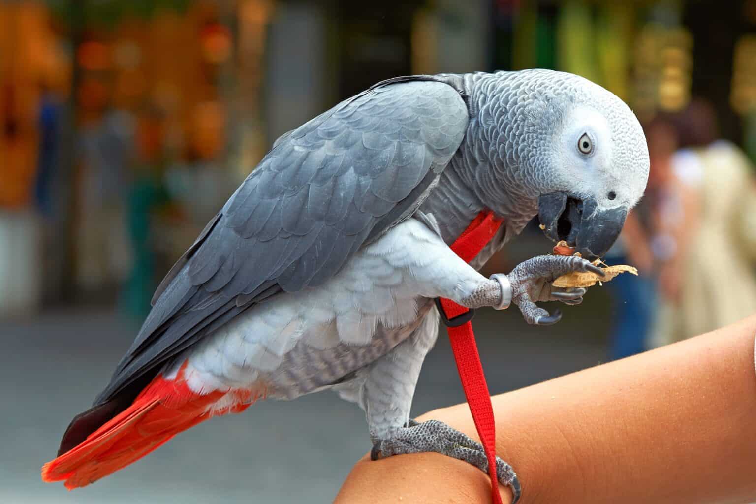 How Much Does an African Grey Parrot Cost? (2025 Updated)