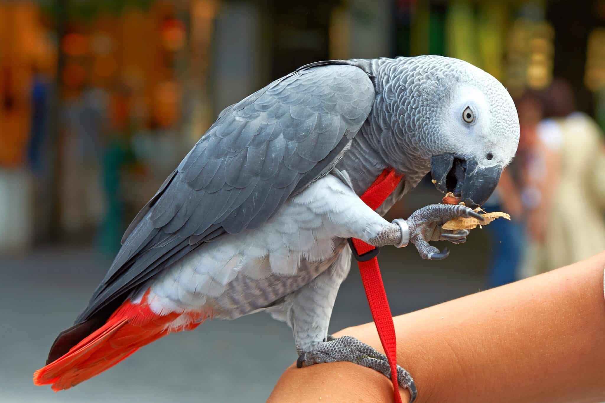 How Much Does an African Grey Parrot Cost? (2026 Updated)